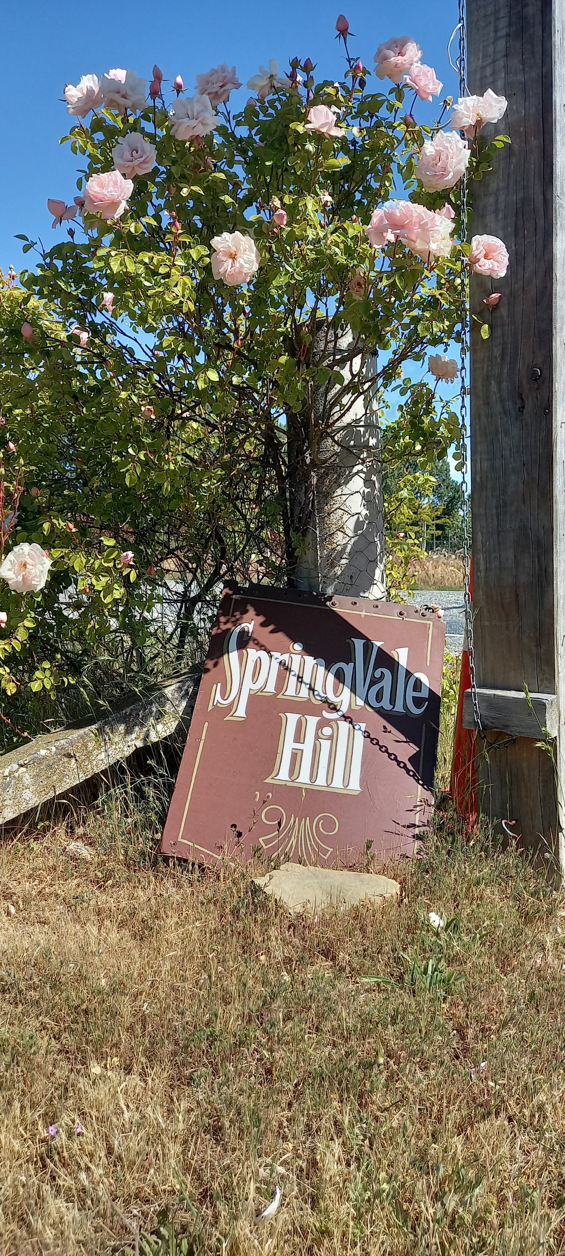 Springvale Hill Kiwi Spice – Springvale Hill Spice, Popcorn & Low Carb ...